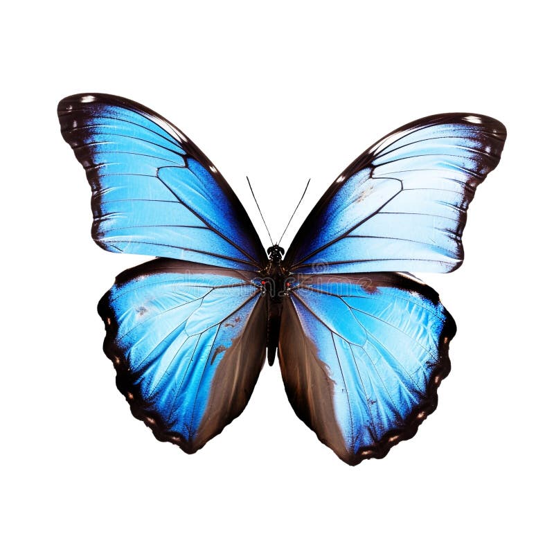 Beautiful Butterfly Isolated.Morpho.blue Butterfly.Moth. AI Generated ...