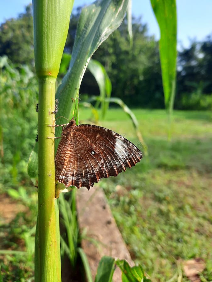 Beautiful Butterfly in a Landscape so Green and so Beautiful Stock ...