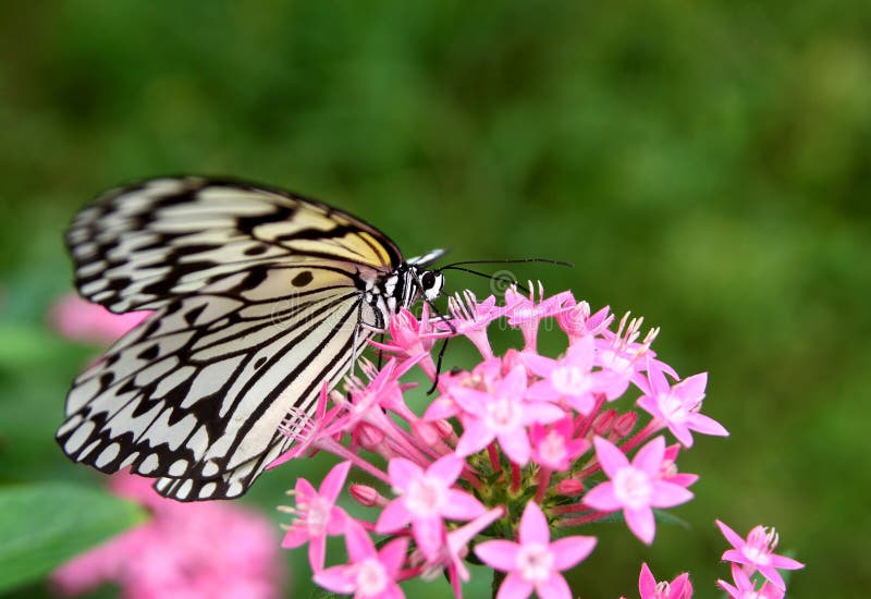 Beautiful Butterfly - Large Tree Nymph and Flower Stock Image - Image ...