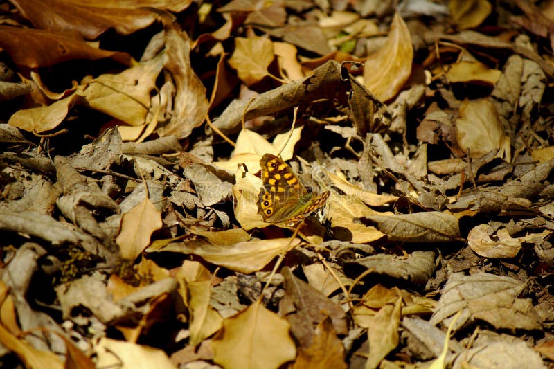 Hidden Butterfly in leaves stock image. Image of gorgeous - 10425769