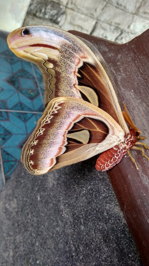 Beautiful Butterfly Monster Stock Image - Image of fish, monster: 200262563