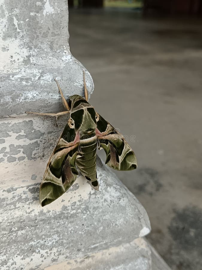 Beautiful Butterfly at My Home Stock Photo - Image of natural, blossom ...
