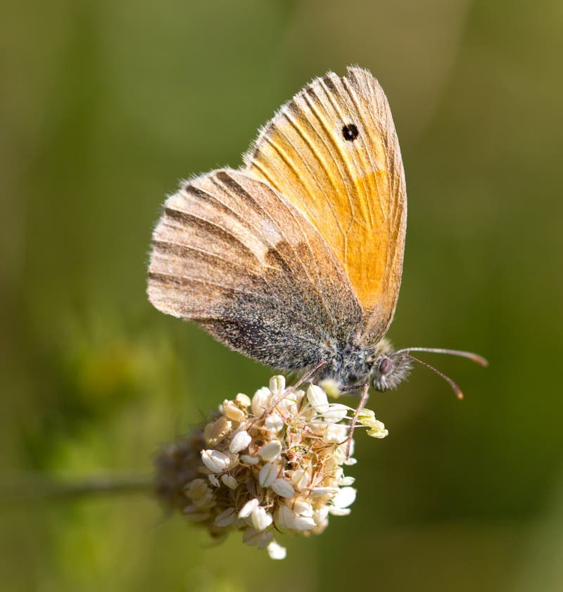 Beautiful Butterfly in Nature Stock Image - Image of wildlife, veins ...