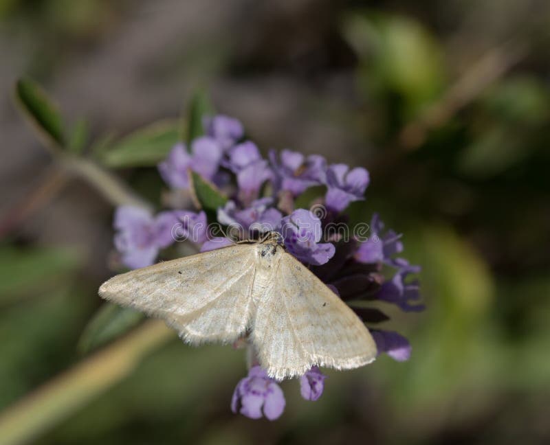 Beautiful Butterfly in Nature Stock Image - Image of butterfly, nice ...