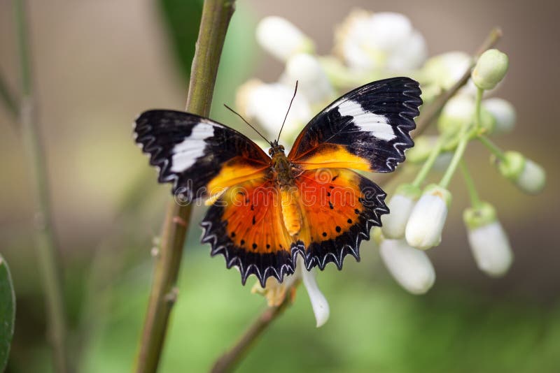 Butterfly with open wings stock image. Image of natural - 53082085