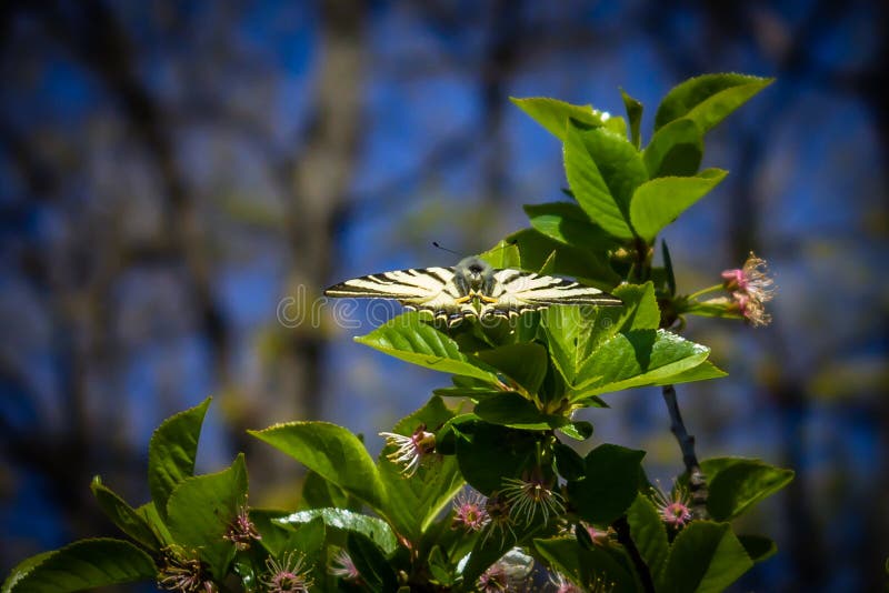 Beautiful Butterfly with Open Wings on a Green Leaf Stock Photo - Image ...