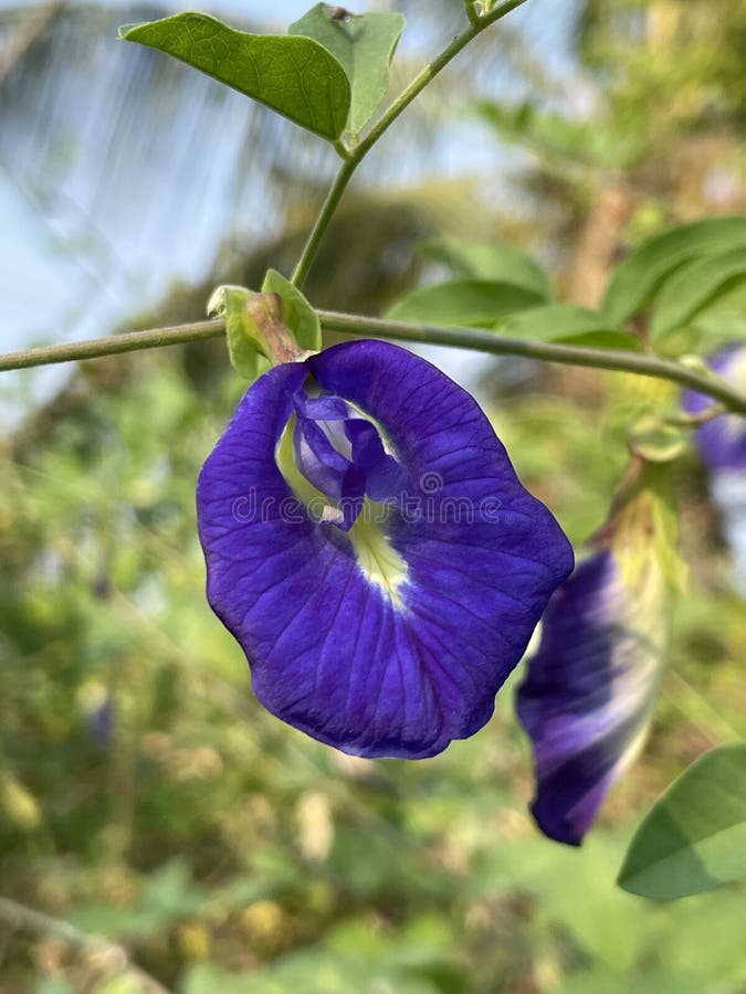 Beautiful Butterfly Pea Flowers in the Garden Stock Photo - Image of ...