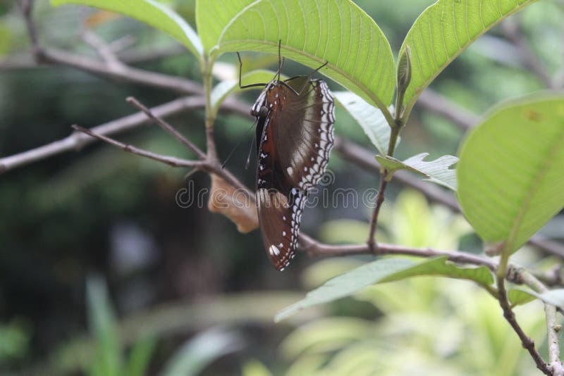 Beautiful Butterfly Perch on a Guava Tree Stock Image - Image of ...