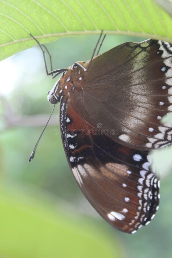 Beautiful Butterfly Perch on a Guava Tree Stock Photo - Image of green ...