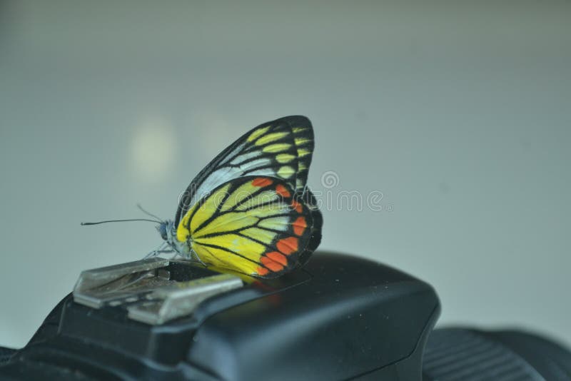 Beautiful Butterfly Perched on the End of the Camera Flash Stock Image ...