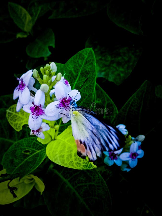 Beautiful Butterfly Perched on a Flower Under Moonlight for Walpaper or ...