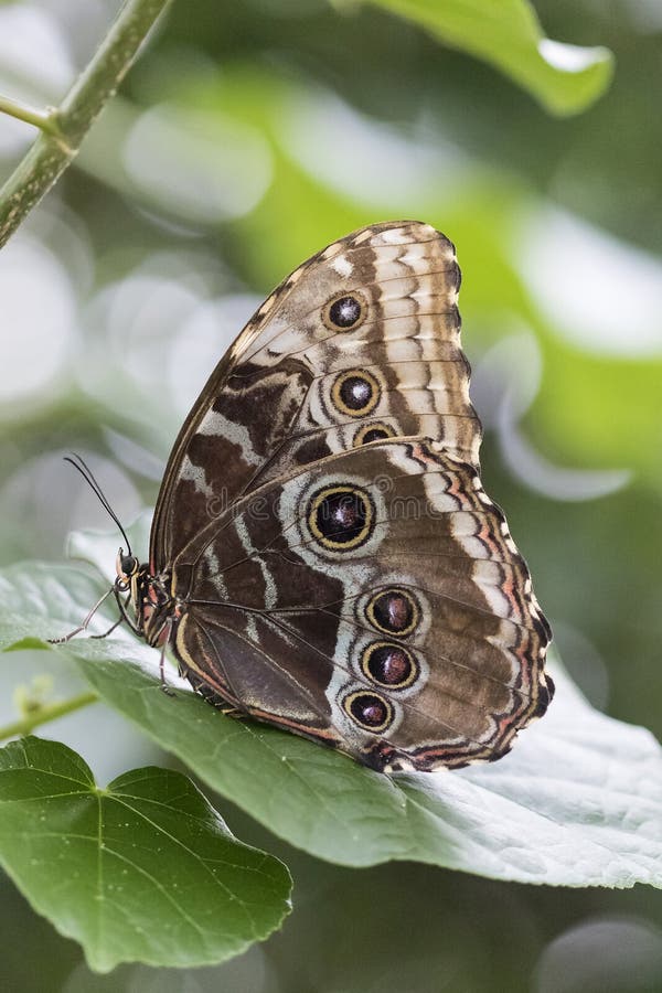 Beautiful Butterfly on Plant Stock Photo - Image of beautiful, welfare ...