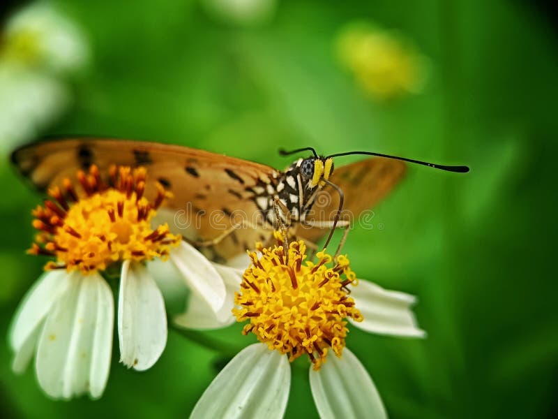 Beautiful Butterfly Pollinate Yellow Flower at the Noon Stock Photo ...