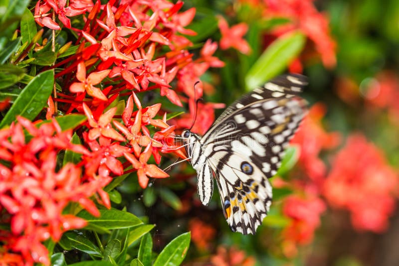 Beautiful Butterfly on Red Flower Stock Photo - Image of common, rare ...