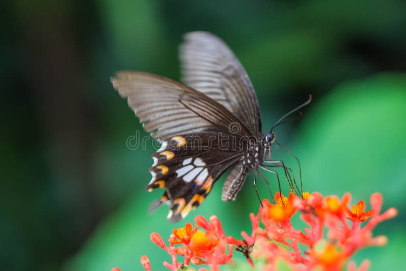 Beautiful Butterfly on Red Flower Stock Photo - Image of imperial ...