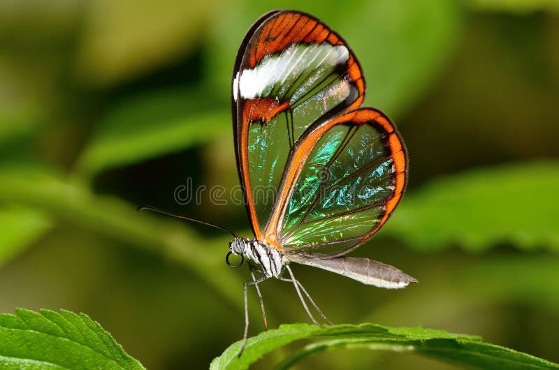 Beautiful Butterfly with See through Wings Stock Photo - Image of leaf ...