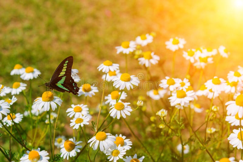 Beautiful Butterfly Seeking Nectar on Daisy Flower Stock Image - Image ...