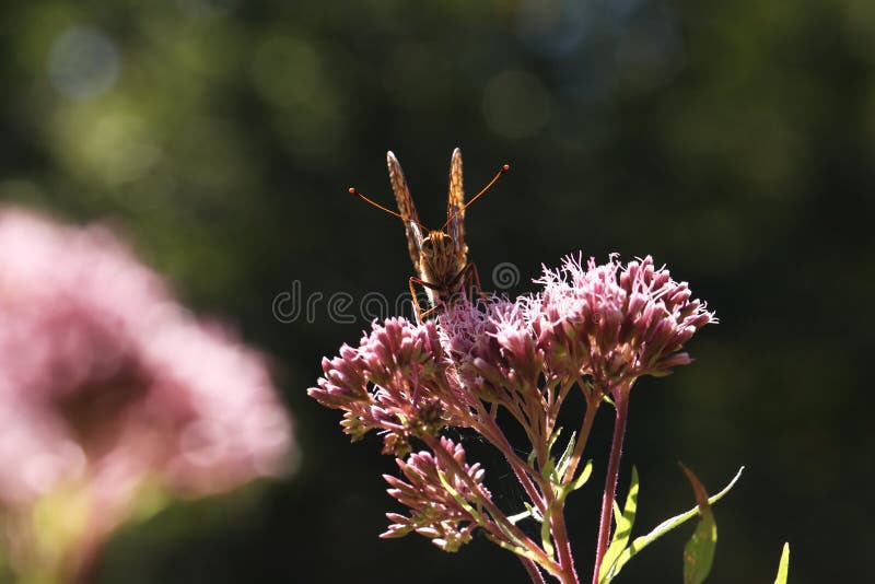 Beautiful Butterfly Sits on a Flower with Folded Wings Stock Image ...