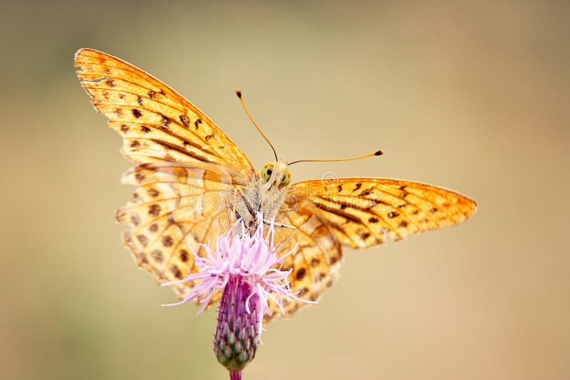 Butterfly Ready To Fly stock image. Image of colour, insect - 55617821
