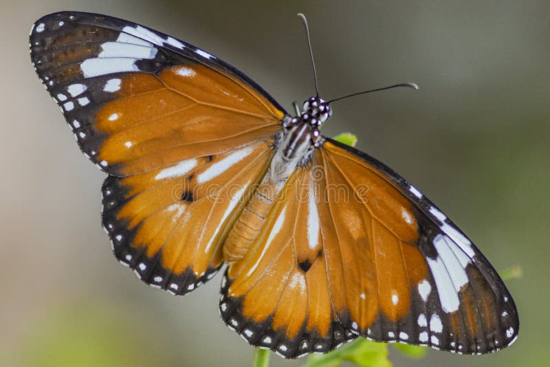 A Beautiful Butterfly with Spread Wings Perched on a Leaf Stock Image ...