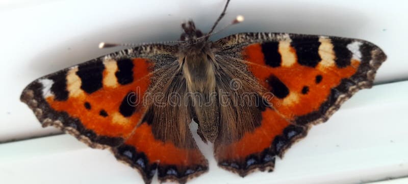 Beautiful Butterfly Spreading Its Wings Stock Photo - Image of wing ...