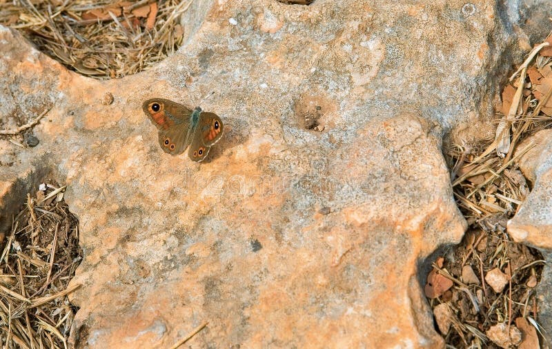 Beautiful Butterfly on a Stone Background Stock Image - Image of ...
