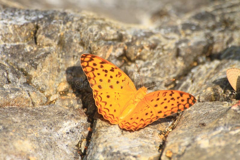 Beautiful Butterfly on Stone Stock Photo - Image of fauna, animal: 40379524