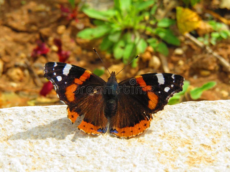 Butterfly taking off stock photo. Image of sunlight - 127466206