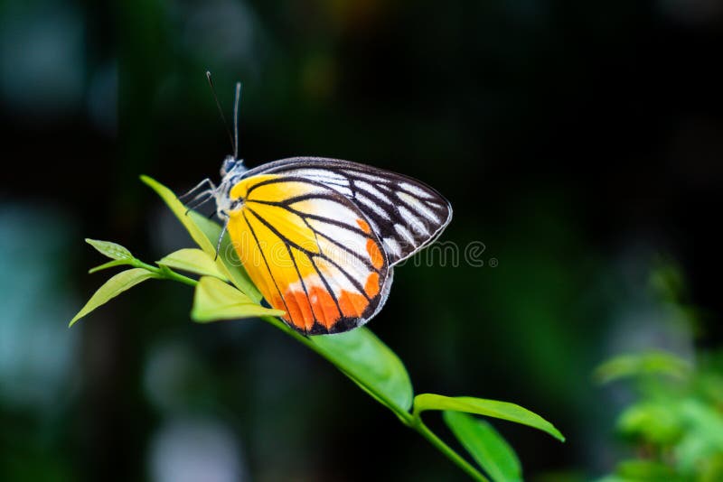Beautiful Butterfly on Tree Stock Image - Image of beautiful, nature ...
