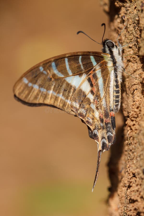 Beautiful Butterfly on Tree Stock Image - Image of entomology, macro ...