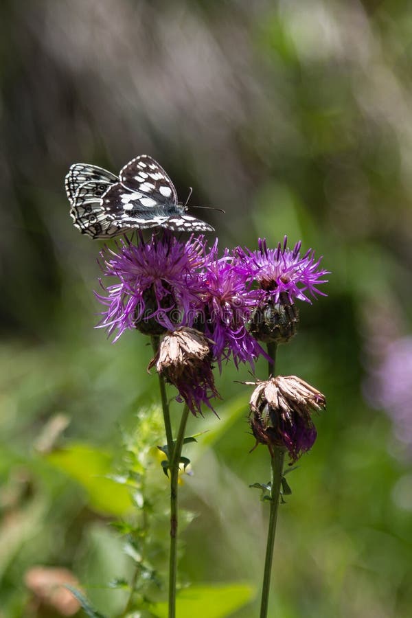 Beautiful Butterfly on Violet Rhaponticum, Nature Theme Stock Image ...