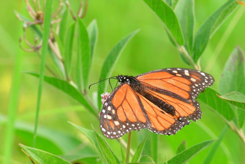 Beautiful Butterfly-Wings stock photo. Image of animal - 1043560