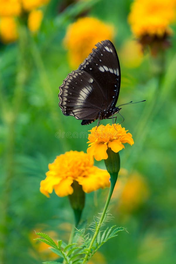 Beautiful Butterfly on Yellow Flower,black Butterfly,marigold Flower ...