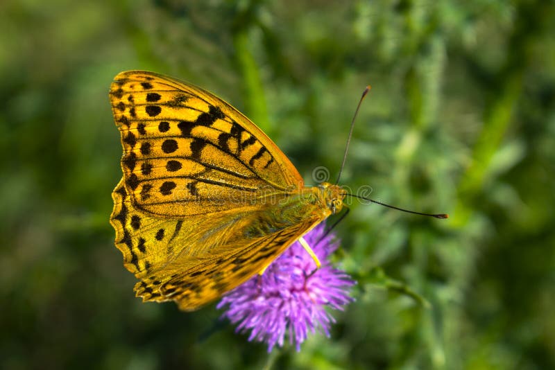 Beautiful Butterfly with Yellow Wings Stock Photo - Image of lonely ...
