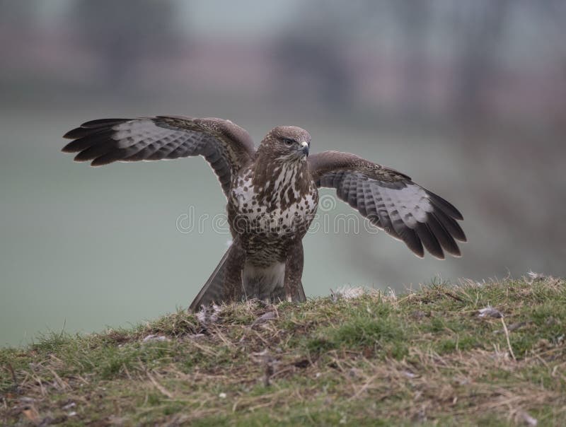 Beautiful Buzzard and Its Prey Stock Image - Image of buzzard, bird ...