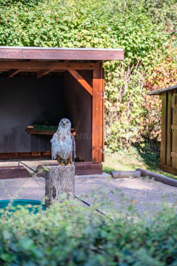 Beautiful Buzzard Perching on the Wood in the Zoo Stock Photo - Image ...