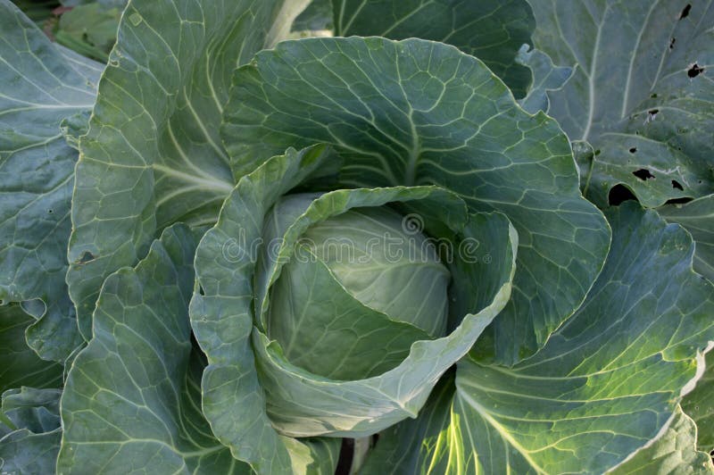 Beautiful cabbage stock photo. Image of homestead, garden - 56599730