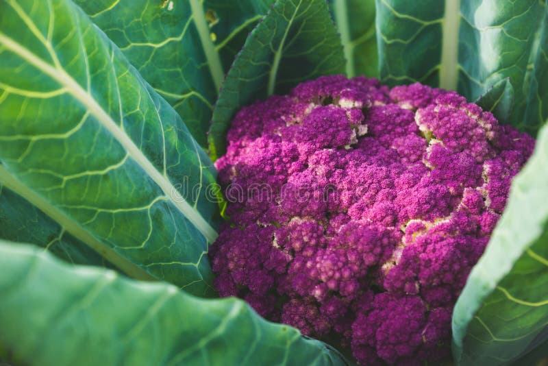 Beautiful Cabbage in the Garden Stock Photo - Image of cauliflower ...