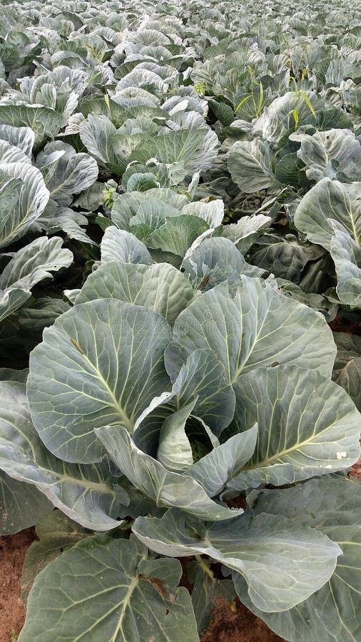Beautiful Cabbage Leaves on the Field Stock Photo - Image of paper ...