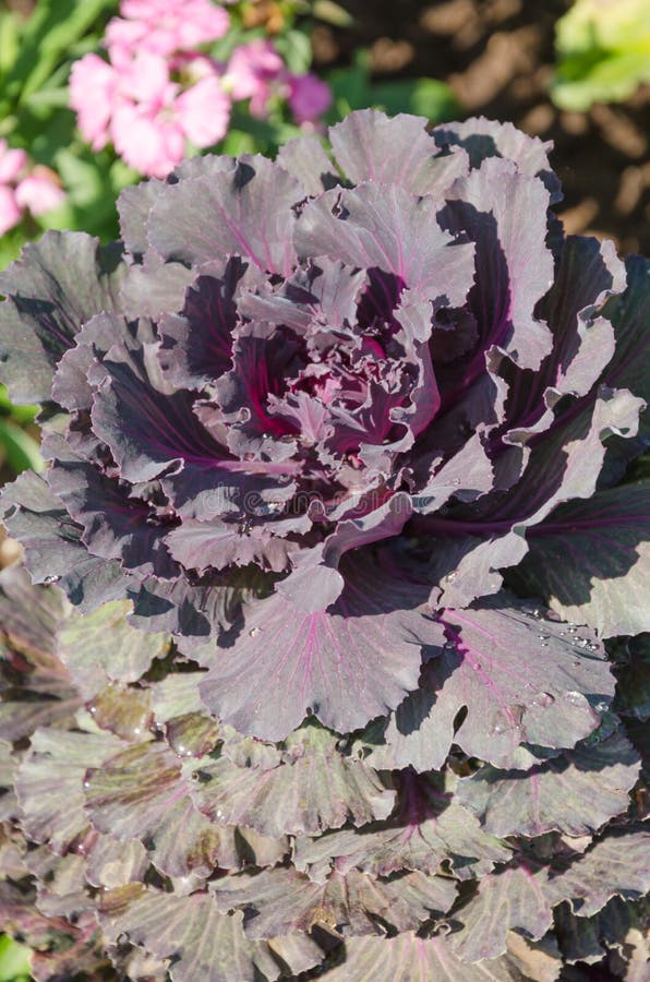Beautiful of Cabbage Ornamental Stock Photo - Image of garden, closeup ...