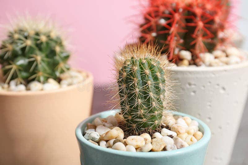 Beautiful cacti, closeup stock photo. Image of herbal - 114511128