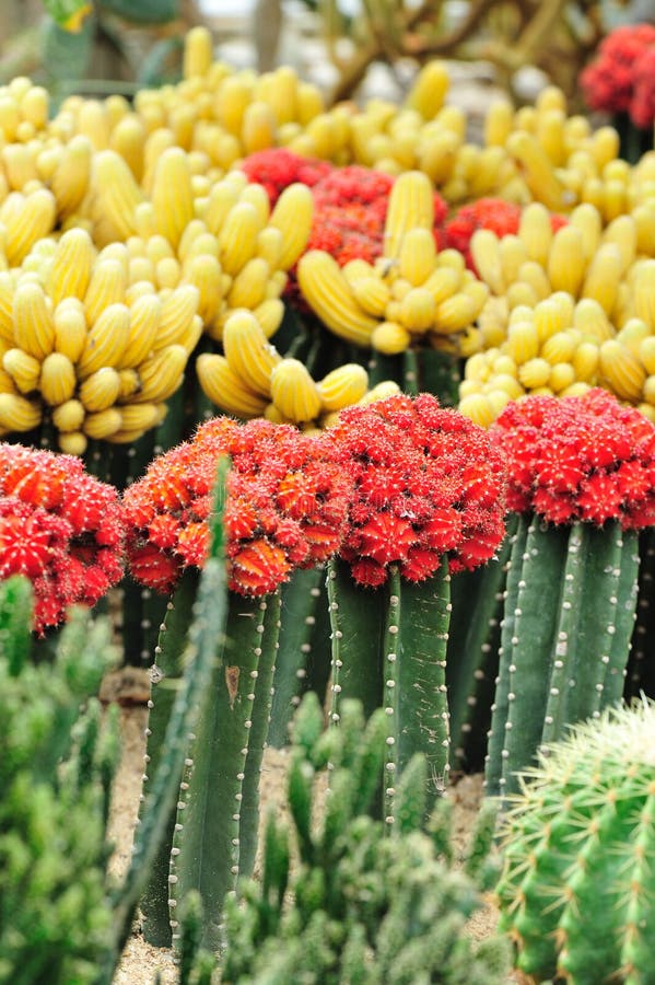 Beautiful Cacti Flower Garden Stock Image - Image of exotic, prickly ...