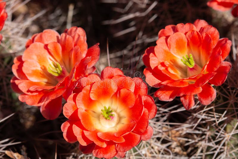 Beautiful Cacti Flowers Blooming in Spring Time Stock Photo - Image of ...