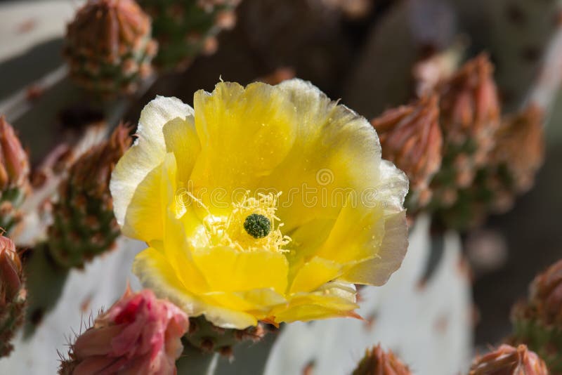 Beautiful Cacti Flowers Blooming in Spring Time Stock Image - Image of ...