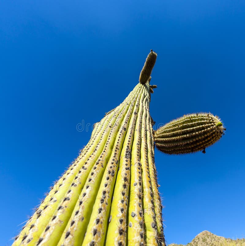 Beautiful Cacti in Landscape Stock Photo - Image of saguaro, nature ...