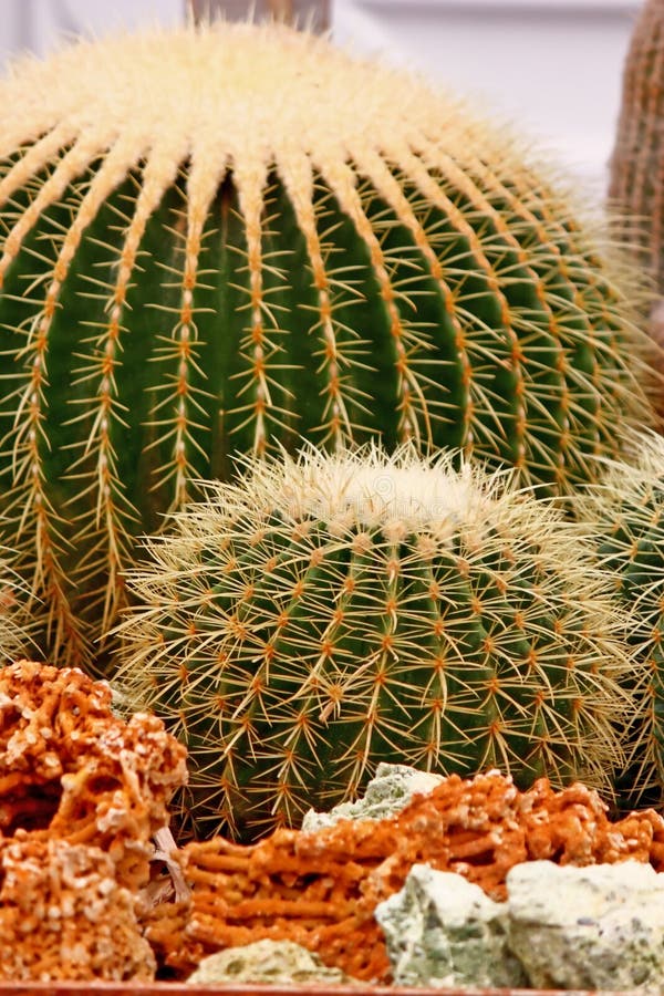 Beautiful cactus stock photo. Image of needle, green - 25158960