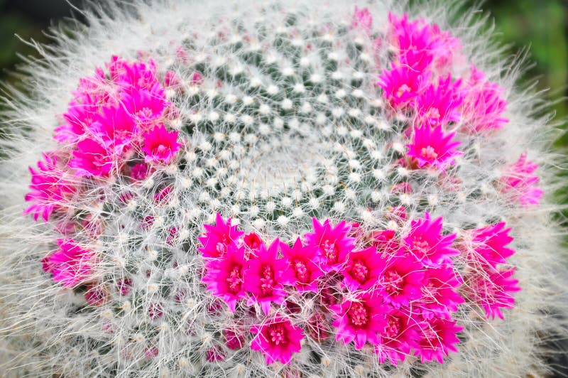 Beautiful cactus flowers stock image. Image of summer - 42445651