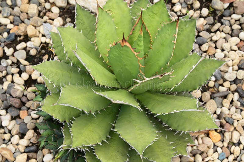 Beautiful Green Cactus in the Garden with Little Rock Stock Image ...