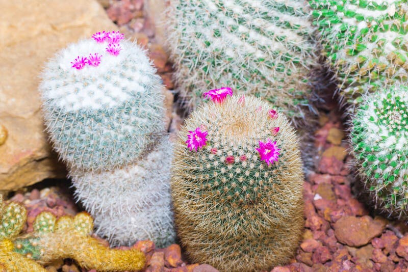 Beautiful Cactus stock image. Image of growing, growth - 63711779