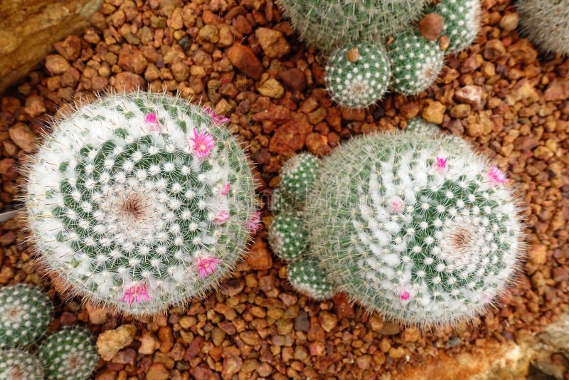 Beautiful Cactus stock image. Image of plant, crochet - 84791855